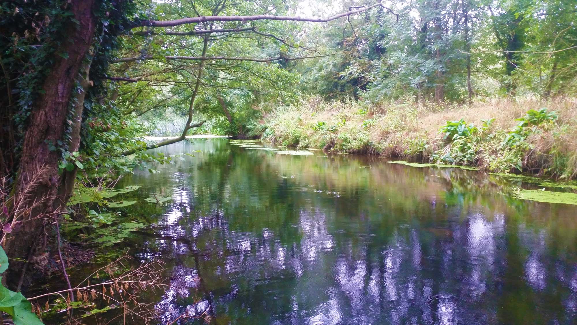 Ryley River Gipping - The Barham Lakes